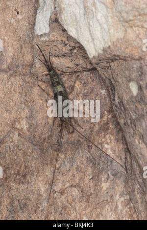 Bristletail (Petrobius maritimus) on rocks above the coastal splash ...