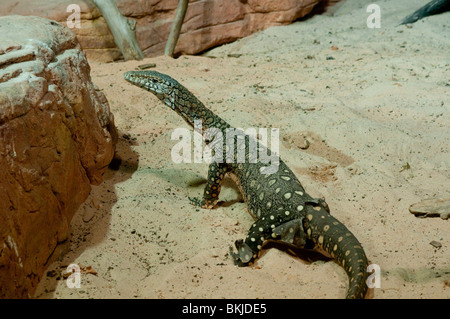 Perentie or Goanna Varanus giganteus the largest monitor lizard in ...