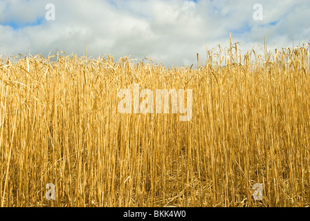 Elephant grass Napier Grass or Uganda Grass Stock Photo - Alamy