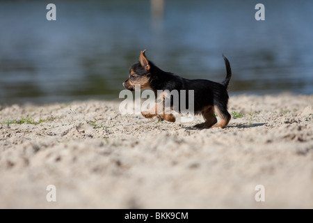 Australian Terrier side profile Stock Photo - Alamy