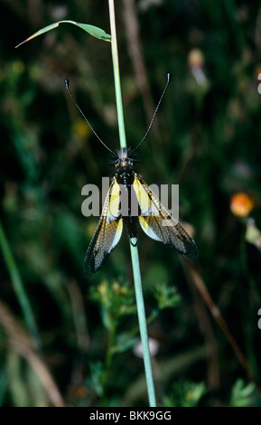 A butterfly-lion (Libelloides longicornis: Ascalaphidae) Spain Stock ...