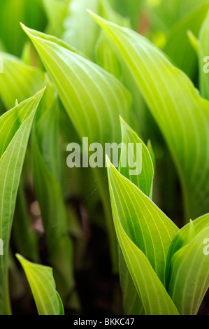Young hosta leaves in spring. Natural background with hosta leaves ...