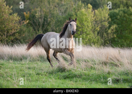 Quarab Horse stallion Stock Photo - Alamy