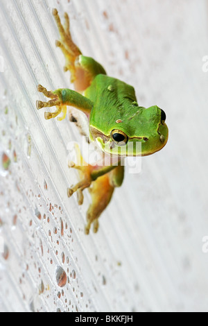 Common Tree Frog, Greece (Hyla arborea), side Stock Photo - Alamy