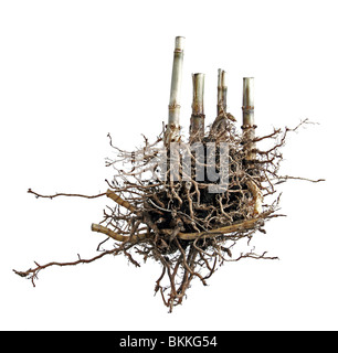 Cut out image of a weed plant with carefully crafted clipping paths ...