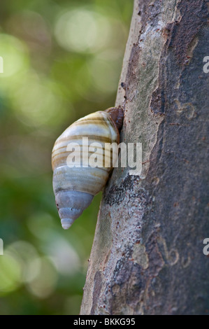 Liguus Tree Snail Stock Photo - Alamy