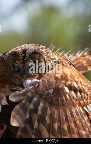 Tawny owl with mouse landing on post, wings spread Stock Photo - Alamy