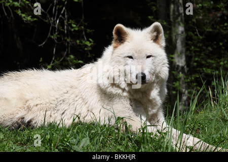 Gray wolf laying down on mosscovered boulder in autumn forest; Northern ...