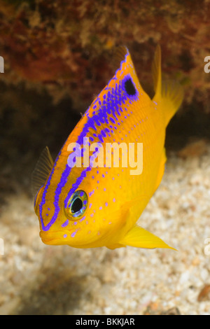 Longfin Damselfish (Stegastes diencaeus Stock Photo - Alamy