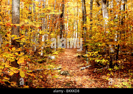 ROWLEYS BAY TRAIL IN NEWPORT STATE PARK, DOOR COUNTY, WISCONSIN, USA IN ...
