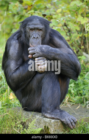 Male bonobo (Pan paniscus) sitting Stock Photo - Alamy