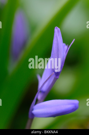 Close up of the bud of an English bluebell (Hyacinthoides non-scripta ...