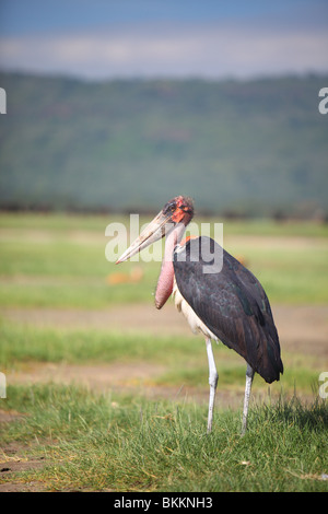 Kenya Nakuru national park Marabou stork (Leptoptilos crumeniferus) at ...