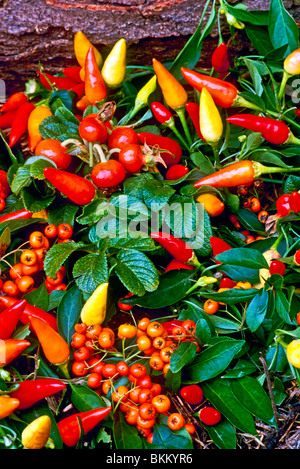 harvested hot chilis Stock Photo - Alamy