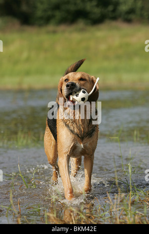 Ogar Polski / Polish Hound, short haired male, head portrait Stock ...