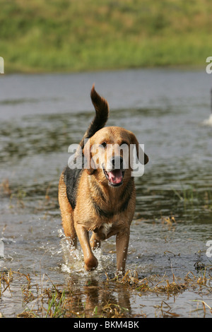 Ogar Polski / Polish Hound, short haired male, head portrait Stock ...
