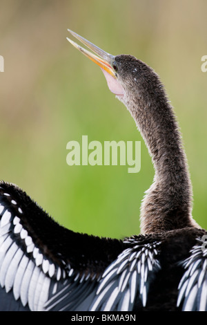 Anhinga (Anhinga anhinga leucogaster), female calling Stock Photo - Alamy