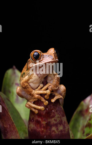 Marbled tree frog (Hyla marmorata, Dendropsophus marmoratus), sitting ...