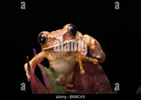 Marbled Tree Frog (Hyla marmorata), Yasuni National Park, Amazon ...
