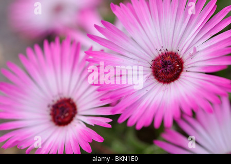 Midday flower (Dorotheanthus bellidiformis Stock Photo - Alamy