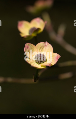 Flower of "Cornus" shrub or tree "Eddies White Wonder", flowering in ...