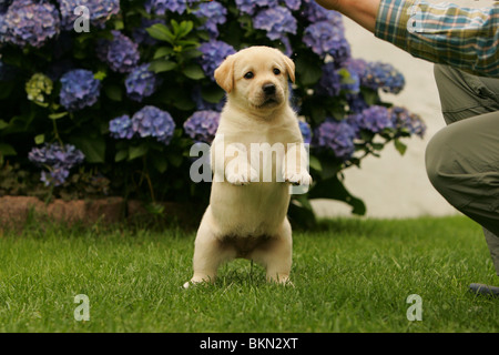 Young Yellow Labrador Retriever begging for a homemade dog biscuit ...