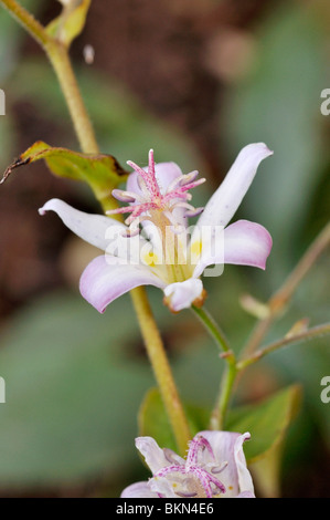 Toad Lily, Tricyrtis Stock Photo - Alamy