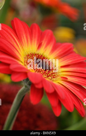 Red Gerbera Hybrid flowers Stock Photo - Alamy