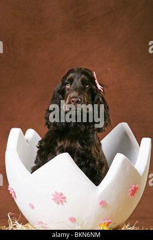 Cocker Spaniel at Easter Stock Photo - Alamy