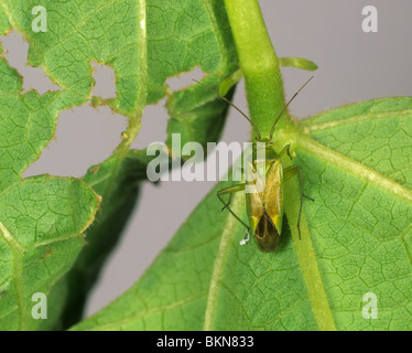 Potato capsid Calocoris norvegicus and damage to runner bean leaf Stock ...