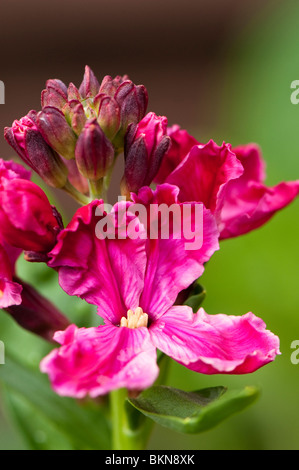 Deep pink wallflowers, erysimum, flowering in spring Stock Photo - Alamy