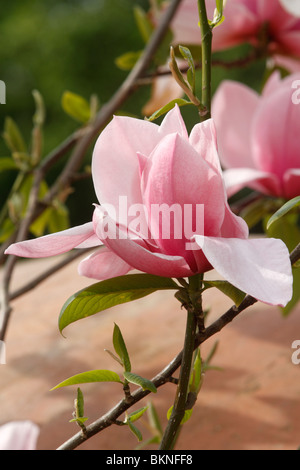 Magnolia Star Wars Stock Photo - Alamy