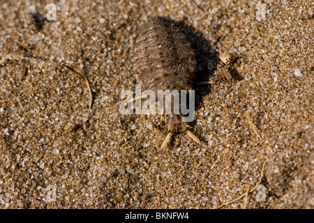 Mierenleeuw; Myrmeleon formicarius Stock Photo: 29362285 - Alamy