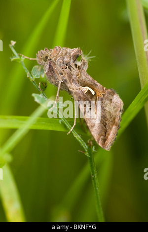 Gamma-uil; Autographa gamma; uilen, motten. mot, moths, moth ...