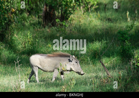The Common Warthog -Phacochoerus Africanus- a wild member of the Pig ...