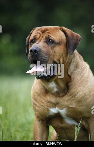 Tosa Inu Portrait Stock Photo - Alamy