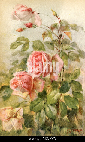 Study of Pink Roses Stock Photo - Alamy