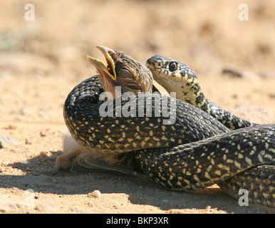 Geelgroene Toornslang wurgt een jonge Grauwe Gors; Western whip snake ...
