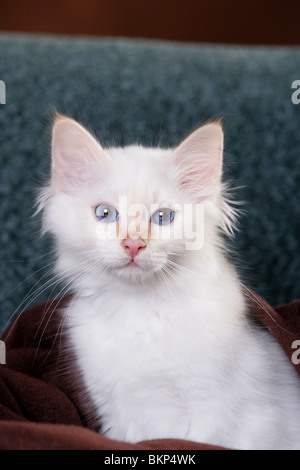 birman cat, cream point, sitting in front of green plants Stock Photo ...