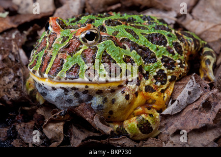 Ornate horned frog sitting in dead leaves Stock Photo - Alamy