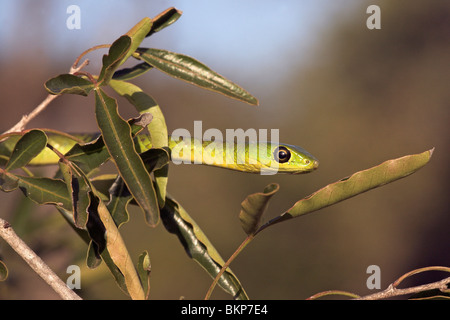 Natal Green Snake (Philothamnus natalensis) portrait, Ndumo Game ...