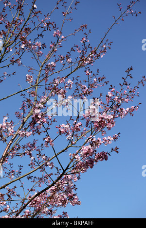 A close-up of apple blossom against blurry background Stock Photo - Alamy