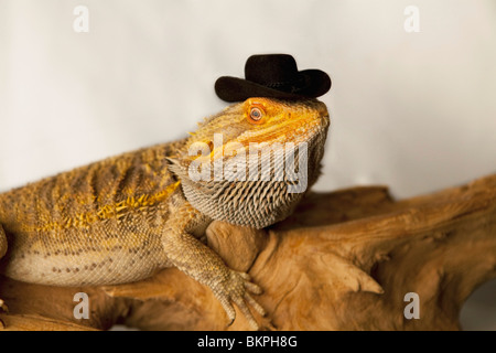 A Lizard Wearing A Cowboy Hat Stock Photo - Alamy