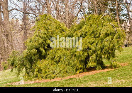 A weeping white pine, Pinus strobus 'Pendula' on the west side ...