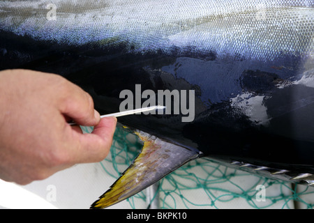 Mediterranean bluefin tuna fish mark and release to conservation Stock ...