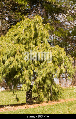 A weeping white pine, Pinus strobus 'Pendula' on the west side Stock ...