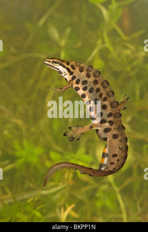 Smooth Newt, Triturus vulgaris, swimming in pond and weed, garden Stock ...