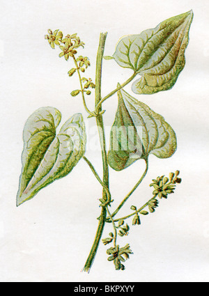 Bryony, plant, plants Stock Photo - Alamy