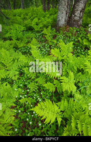 Wood ferns (Dryopteris dilatata) and bunch berry (Cornus canadenis ...