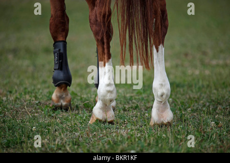 Pferdebeine / horse legs Stock Photo - Alamy